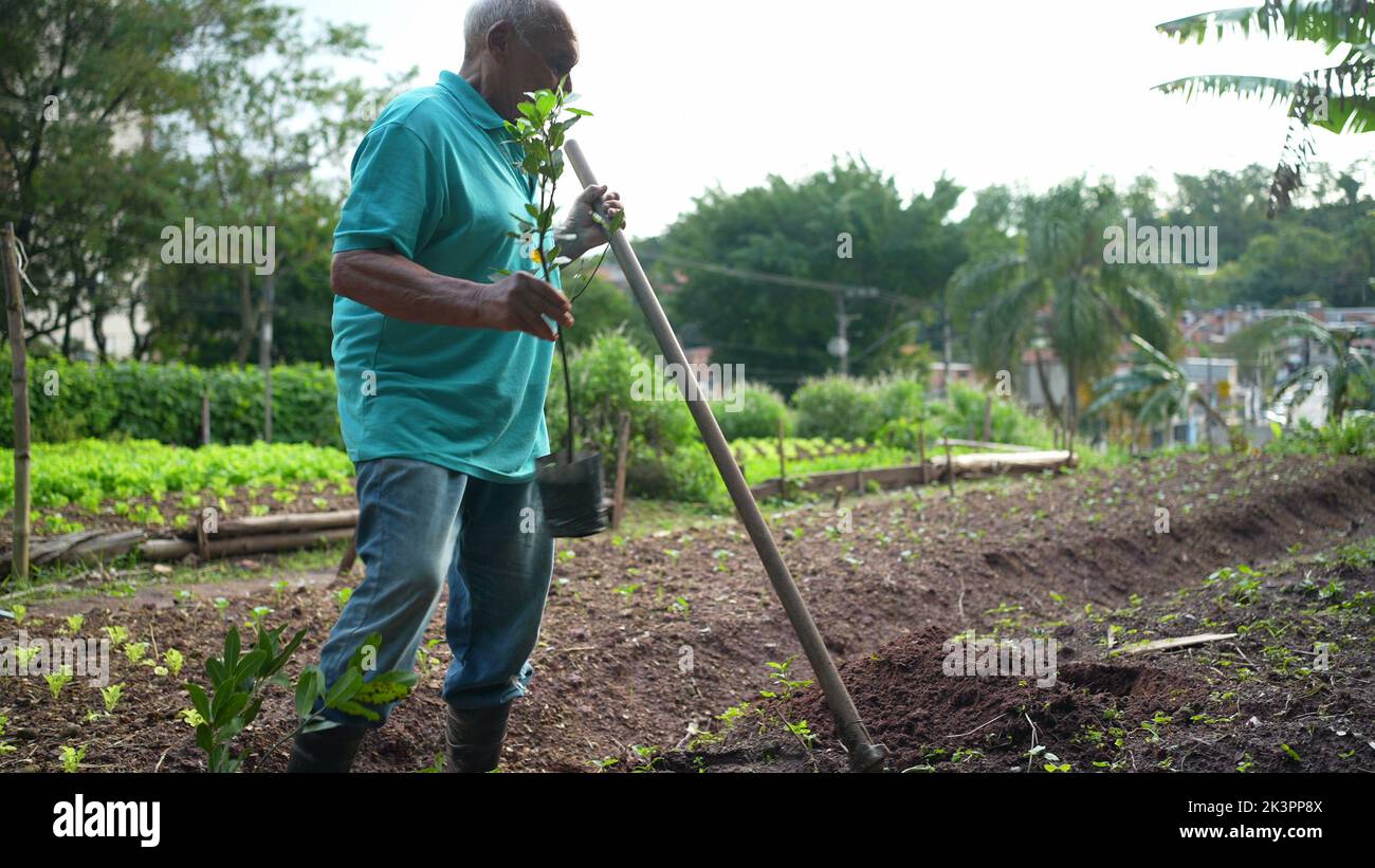 One senior man planting a tree. Person seedling the earth with new ...