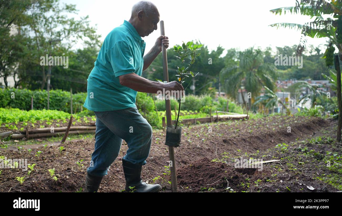 One senior man planting a tree. Person seedling the earth with new ...