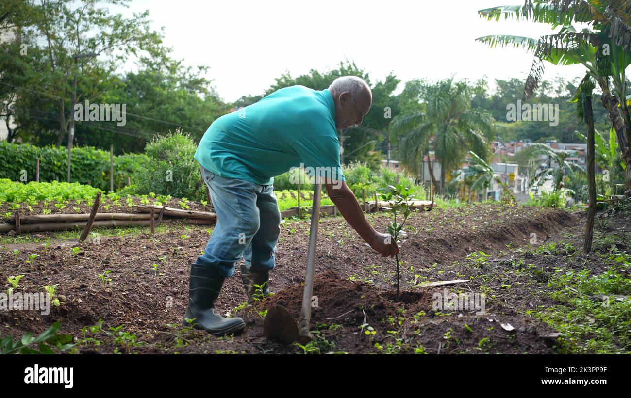One senior man planting a tree. Person seedling the earth with new ...