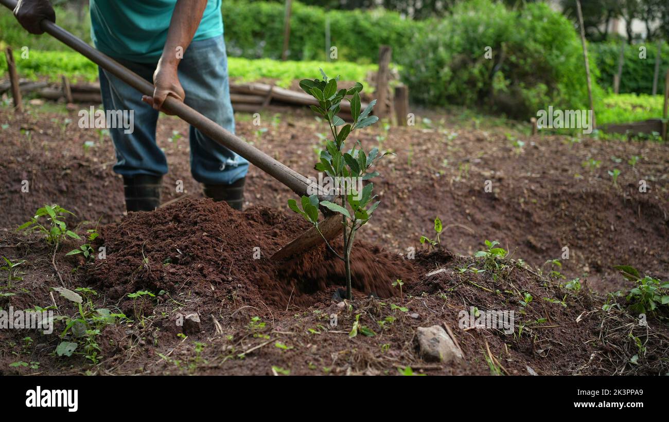 Person planting a tree on the ground covering seedling with dirt. Older ...
