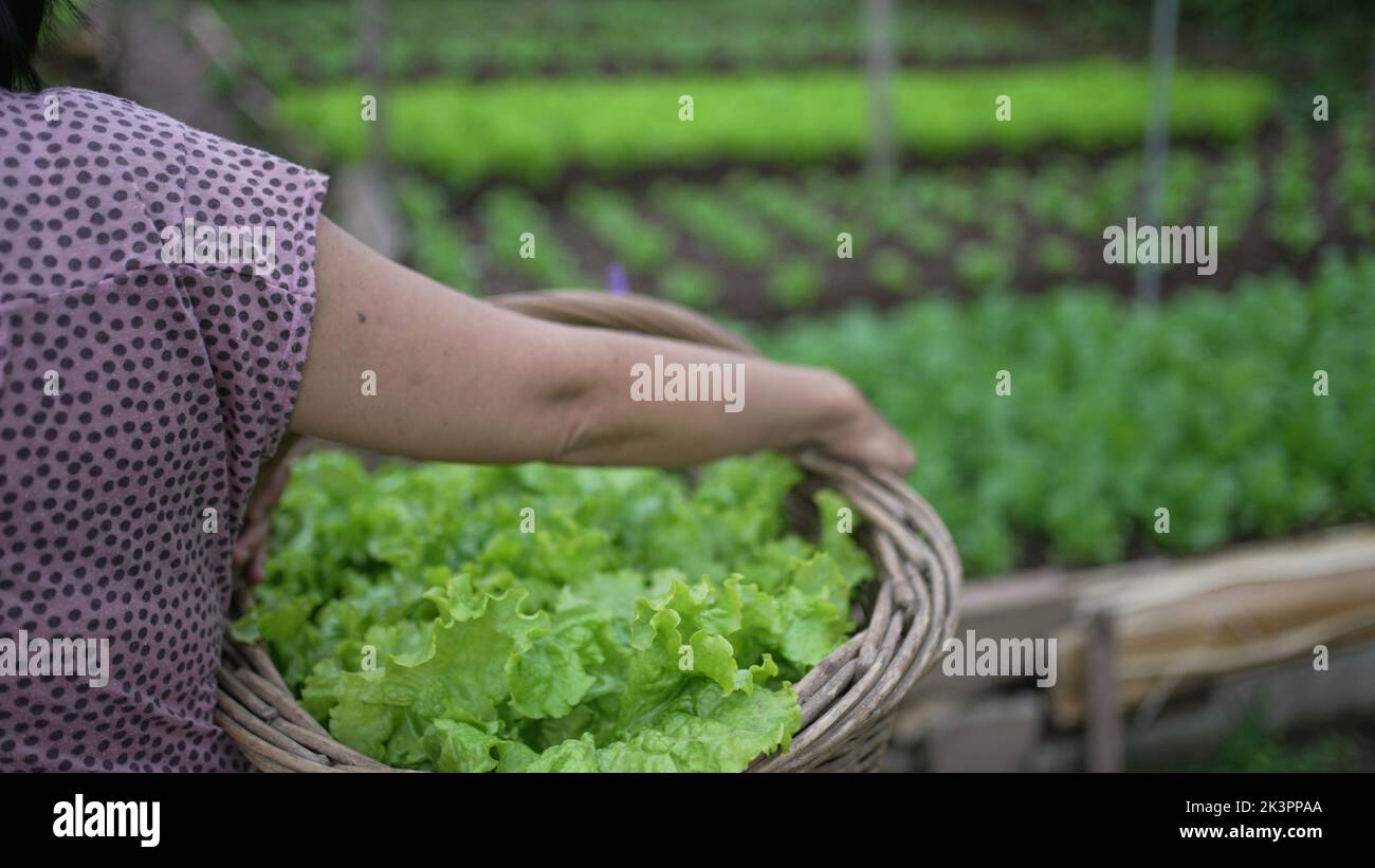 Person carrying green organic food inside basket. Closeup arms holding ...
