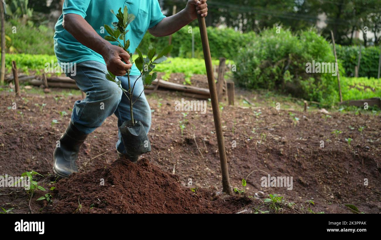 Person planting a tree on the ground covering seedling with dirt. Older ...