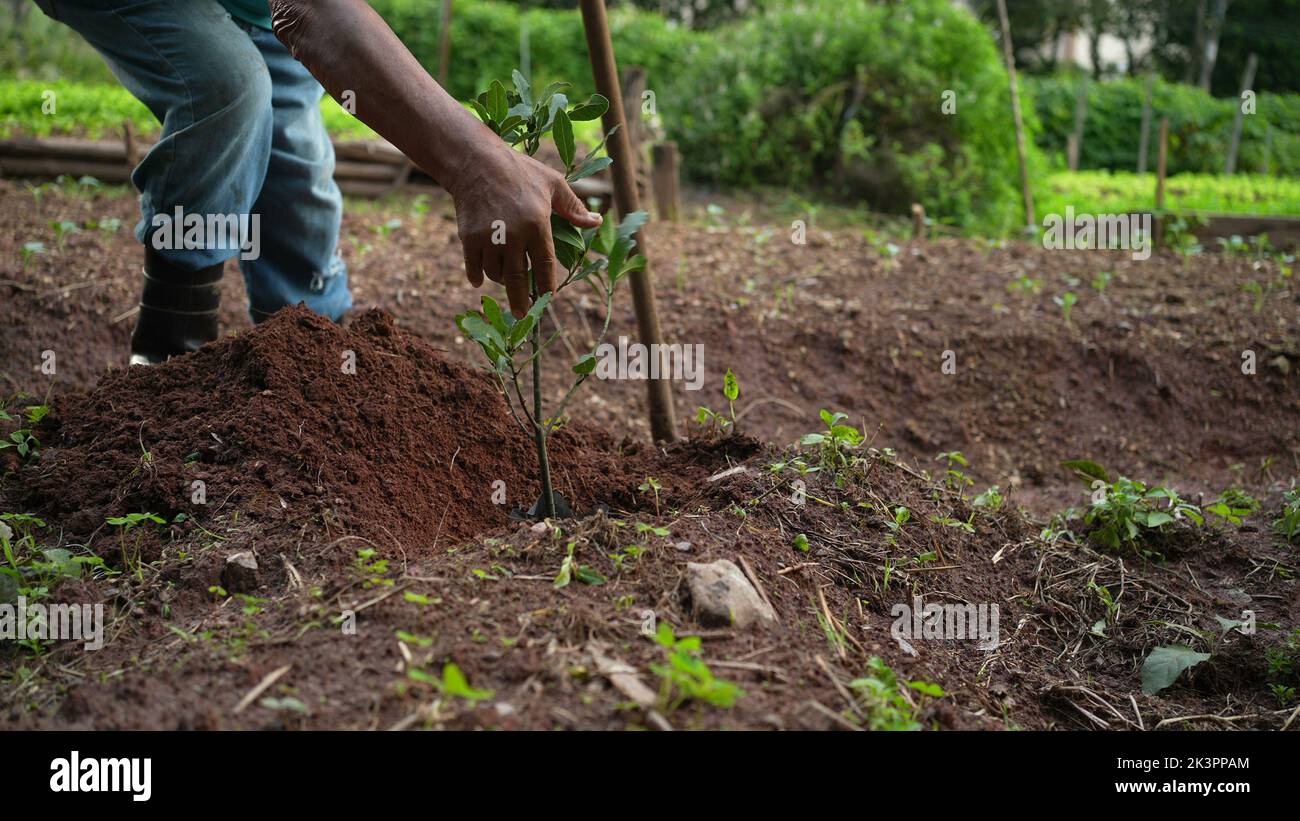 Person planting a tree on the ground covering seedling with dirt. Older ...