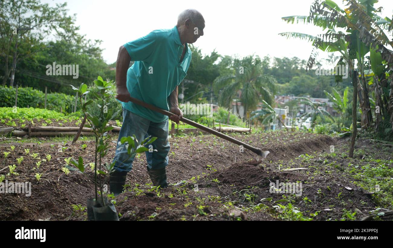 Senior hispanic man plowing soil. Older South American person making ...