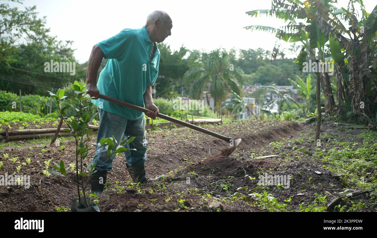 Senior hispanic man plowing soil. Older South American person making ...