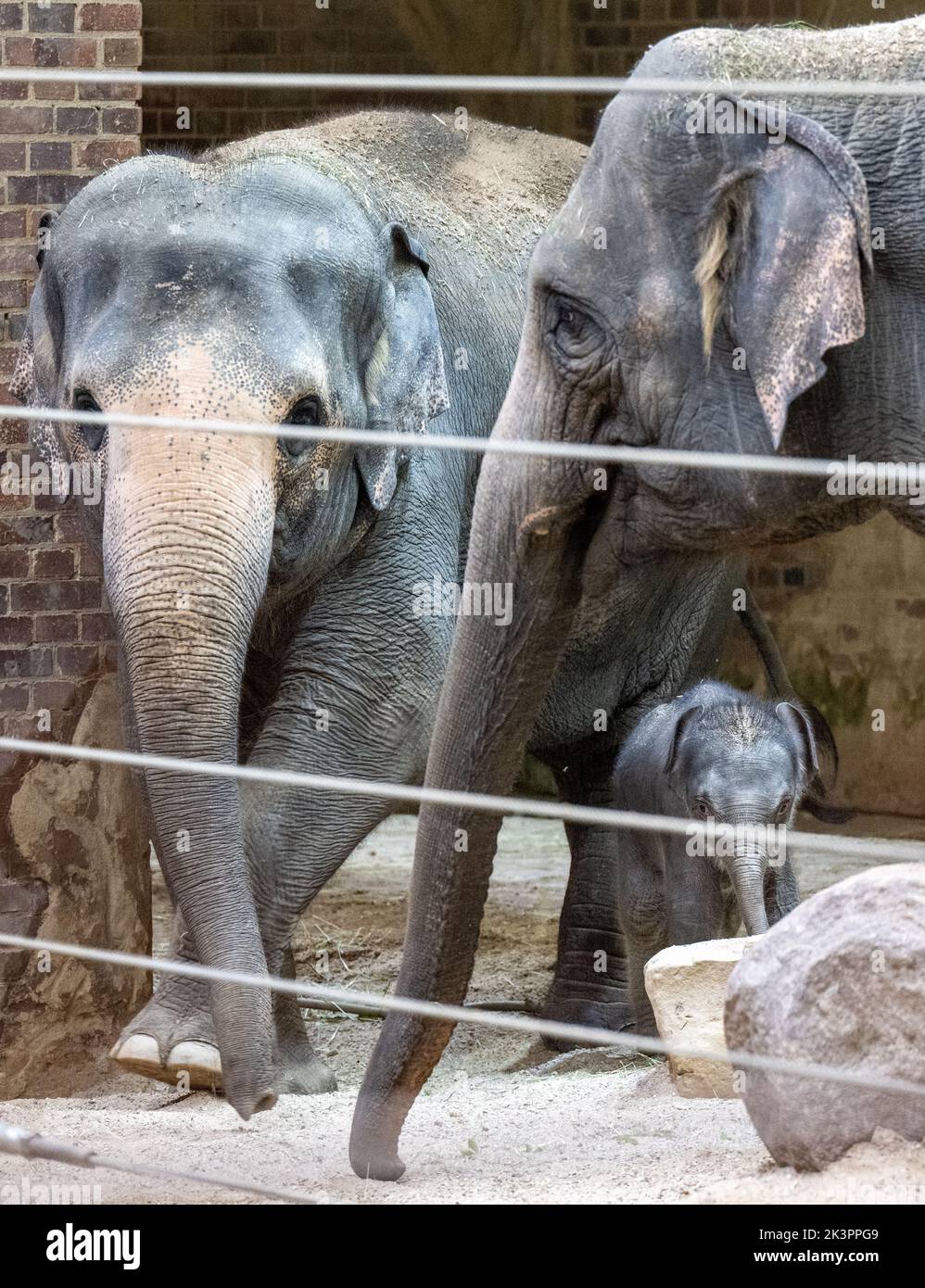 Leipzig, Germany. 28th Sep, 2022. A baby elephant explores the grounds ...