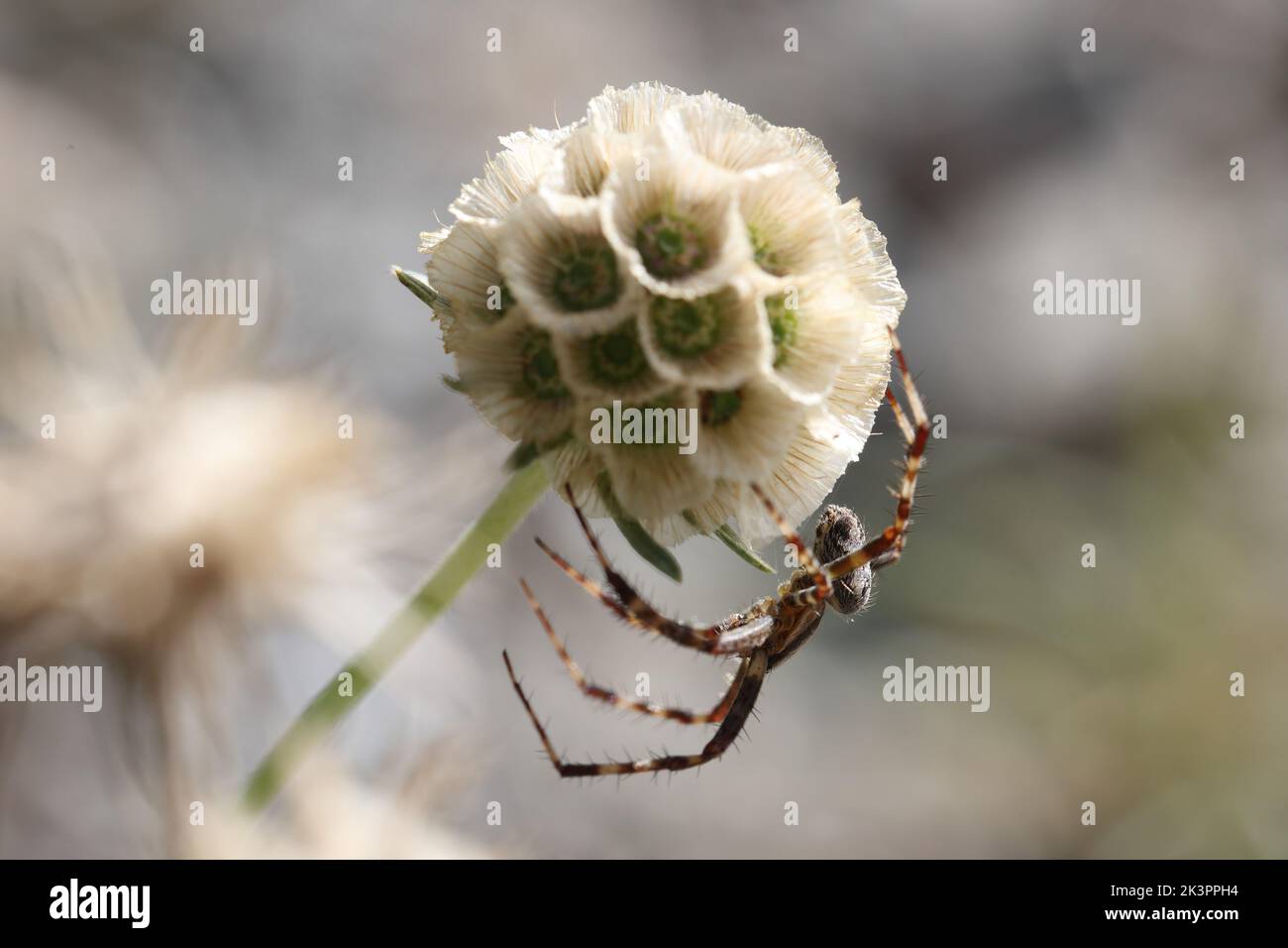 Globe spider hi-res stock photography and images - Alamy