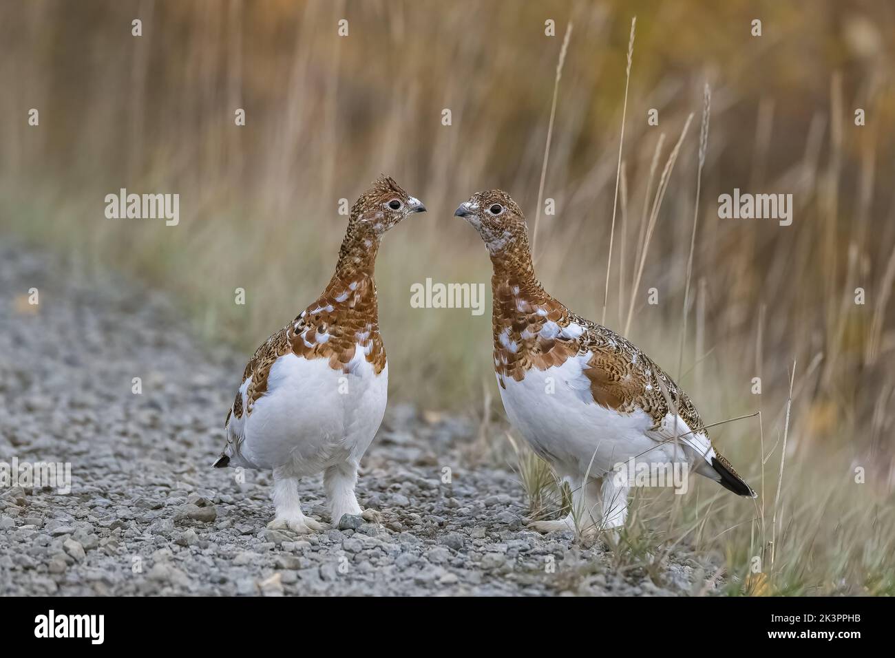 Willow Ptarmigan, Lagopus lagopus, birds in the tundra in Yukon, Canada ...