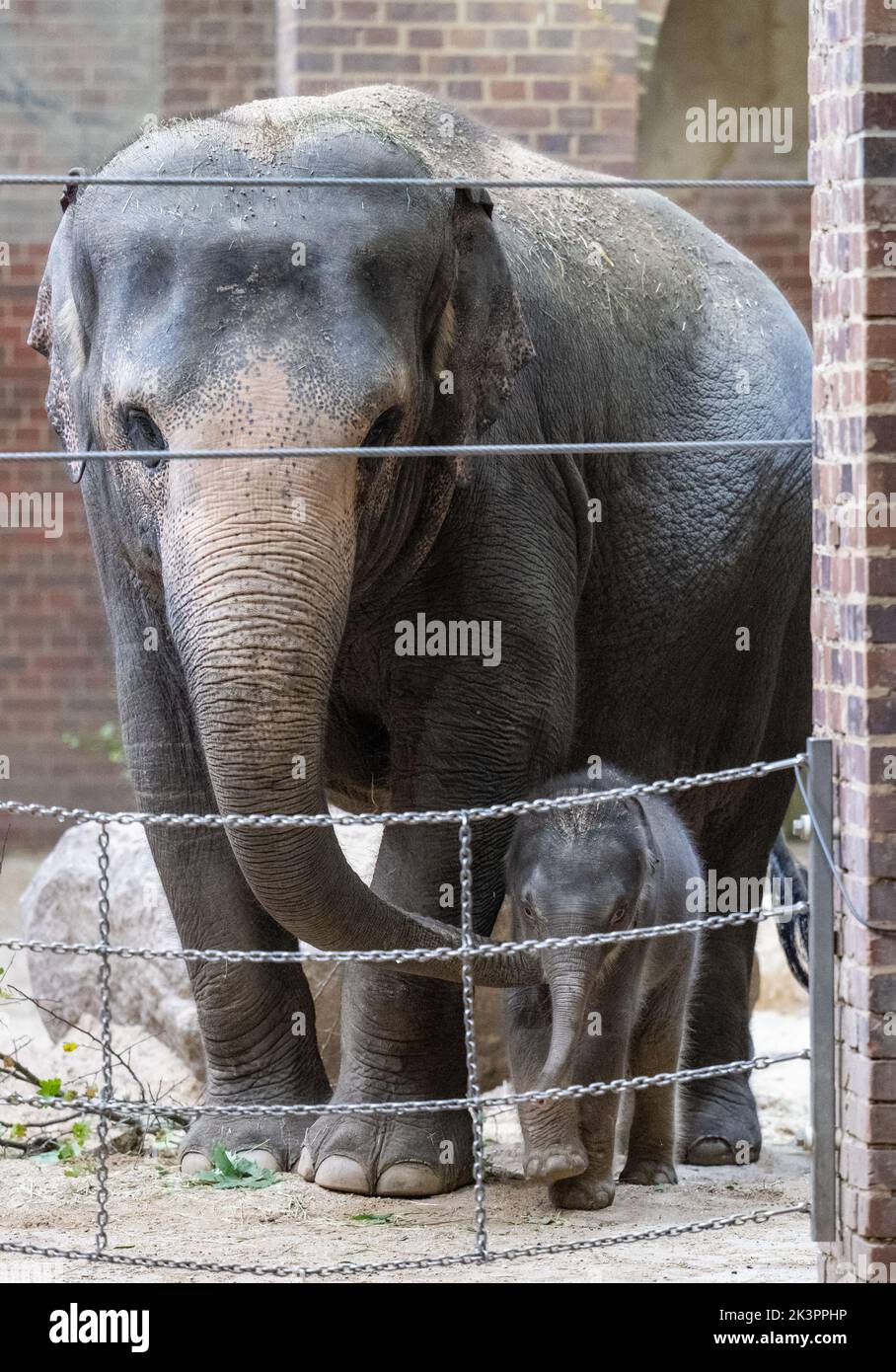 Leipzig, Germany. 28th Sep, 2022. A baby elephant explores the grounds ...