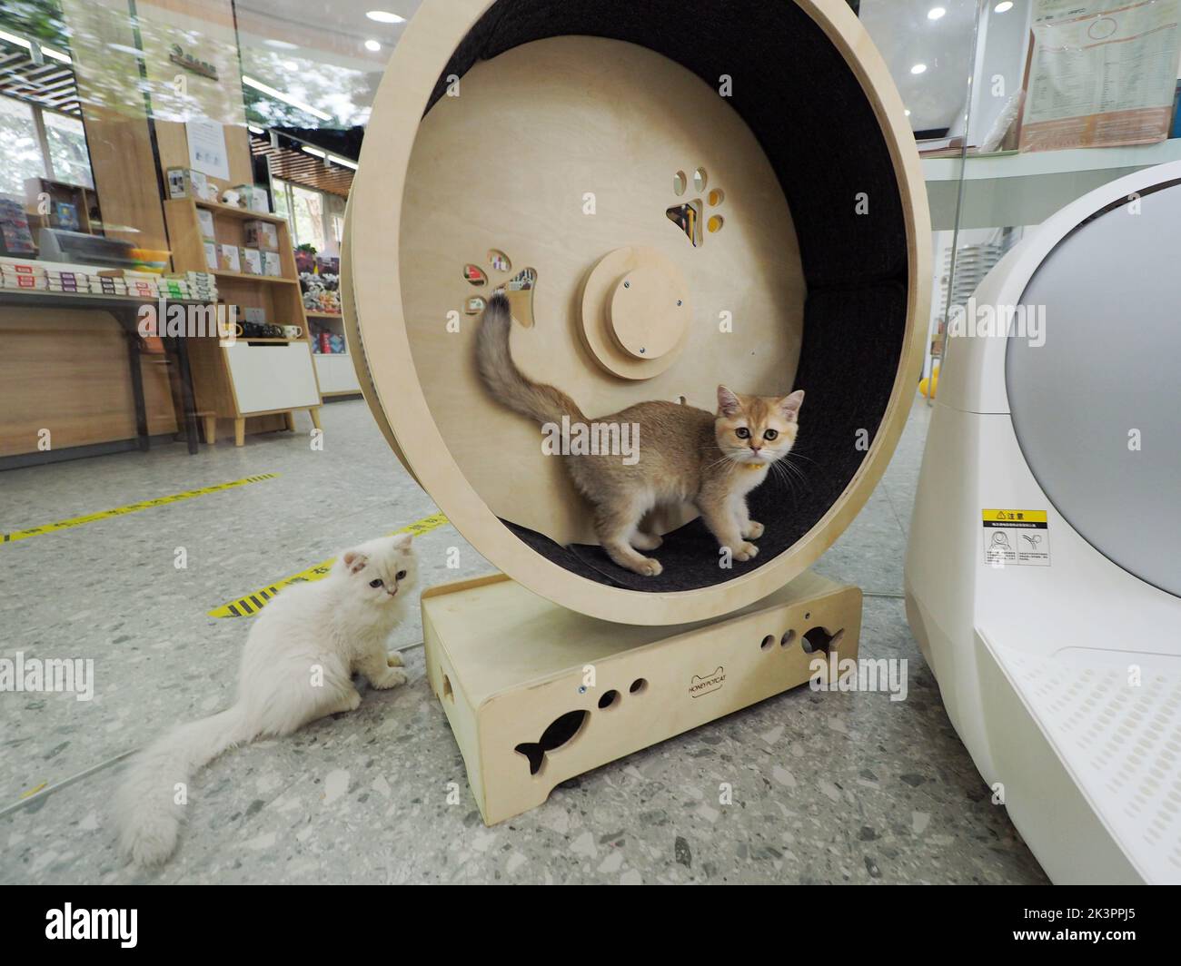 BEIJING, CHINA - SEPTEMBER 28, 2022 - Kittens play inside Xinhua ...