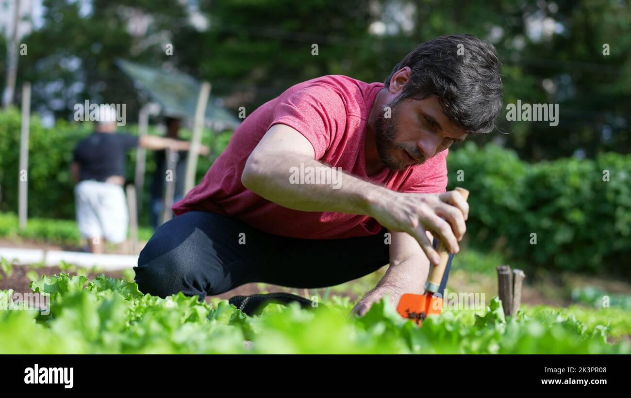 Young urban farmer taking care of soil at local small community farm ...