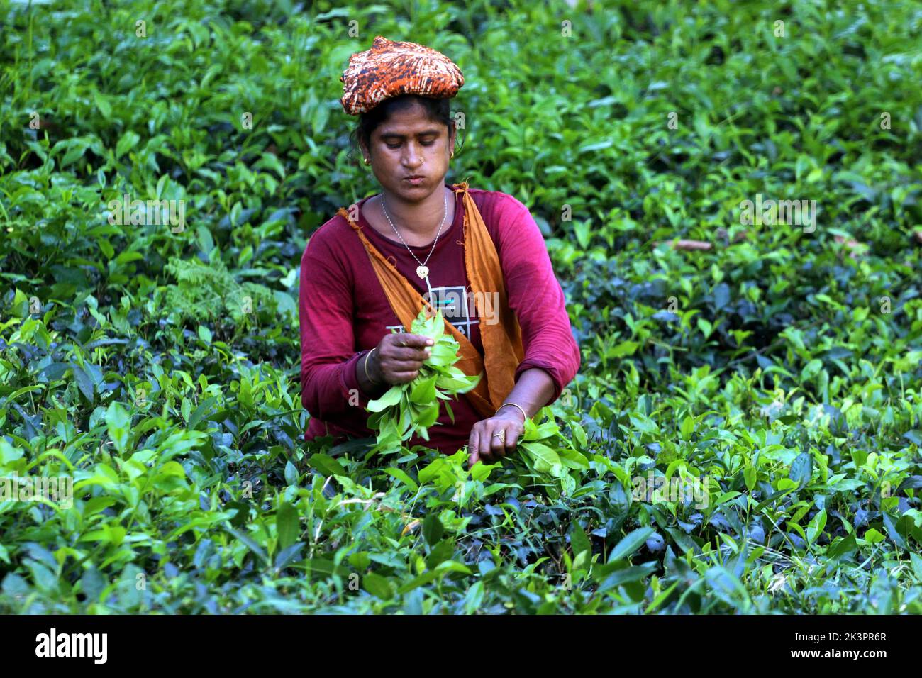 Bangladesh, September 27, 2022. Tea plantation worker picks tea leaves ...