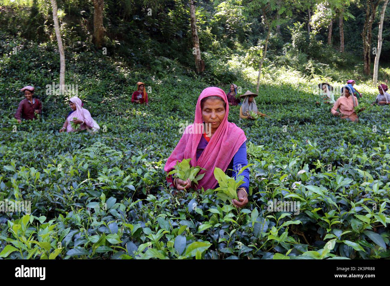 Bangladesh, September 27, 2022. Tea plantation worker picks tea leaves ...