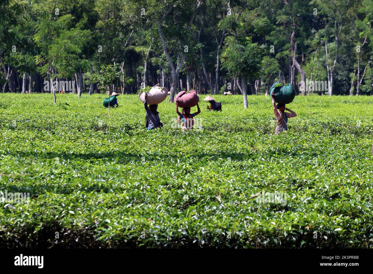 Bangladesh, September 27, 2022. Tea plantation worker picks tea leaves at Sreemangal,Tea ...