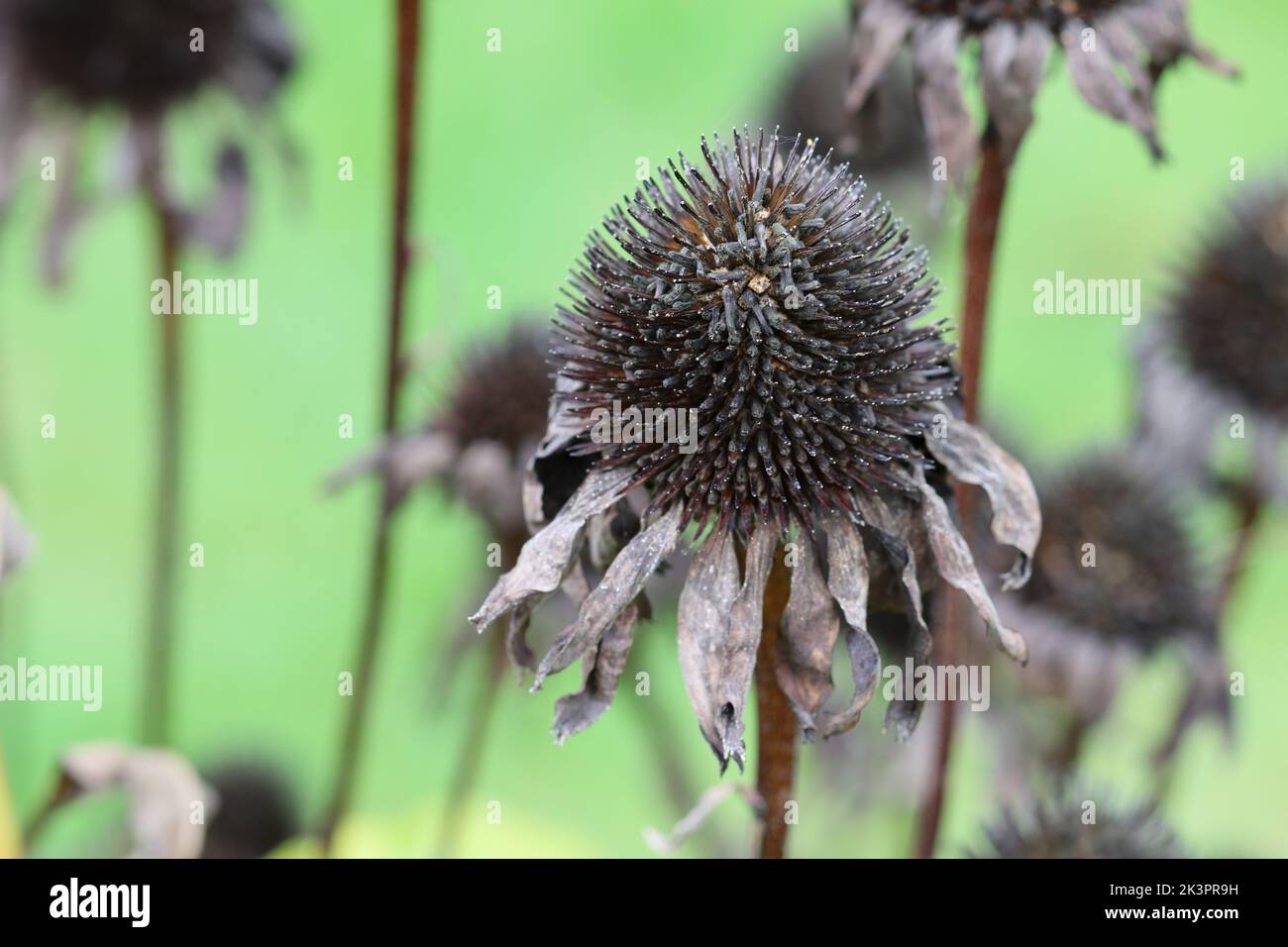 Close up flower petals fall hi-res stock photography and images - Alamy