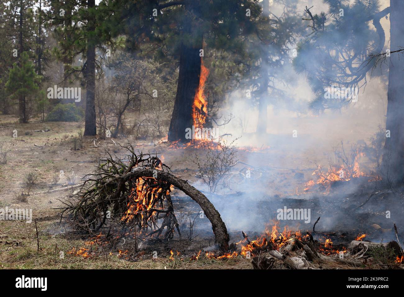 A buring forest with dried plants and tree in the fire Stock Photo - Alamy