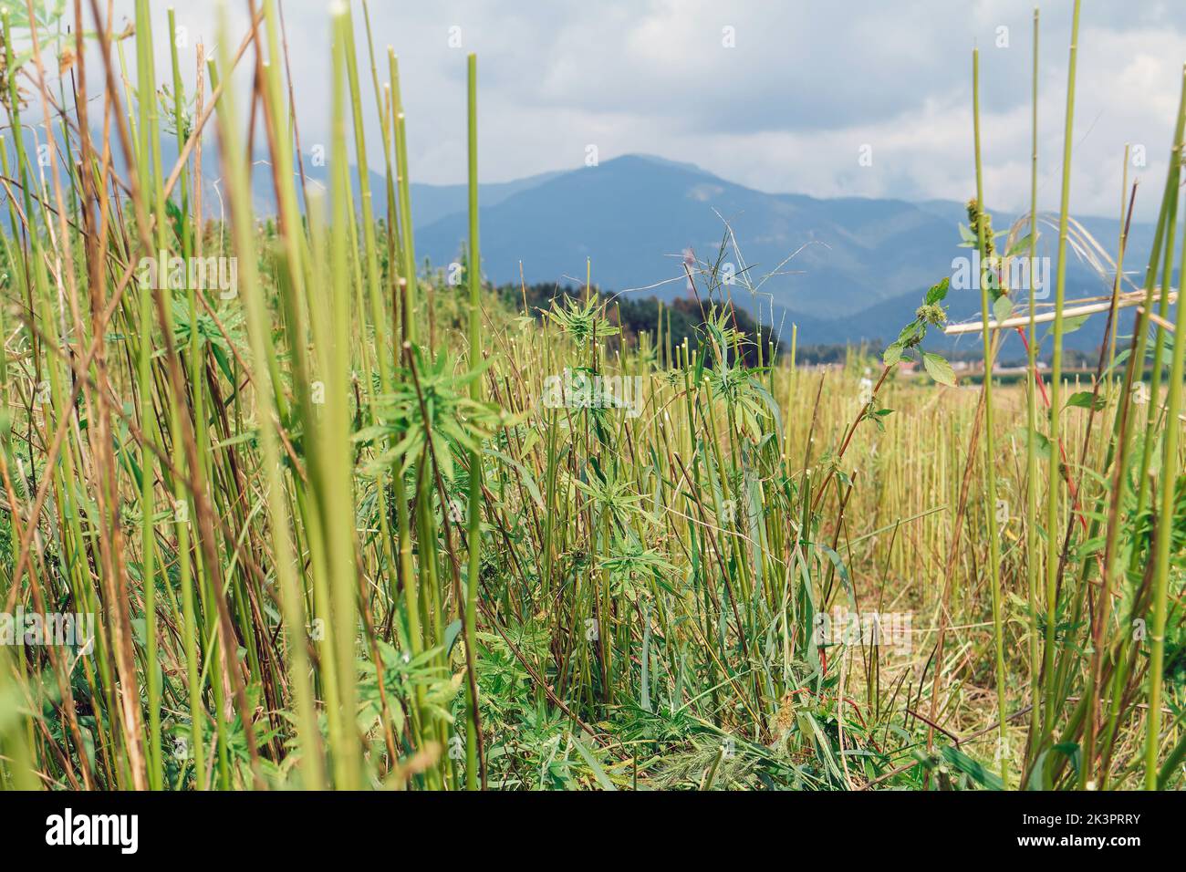 Harvester collecting hemp crops on the plantation. CBD hemp plant for ...