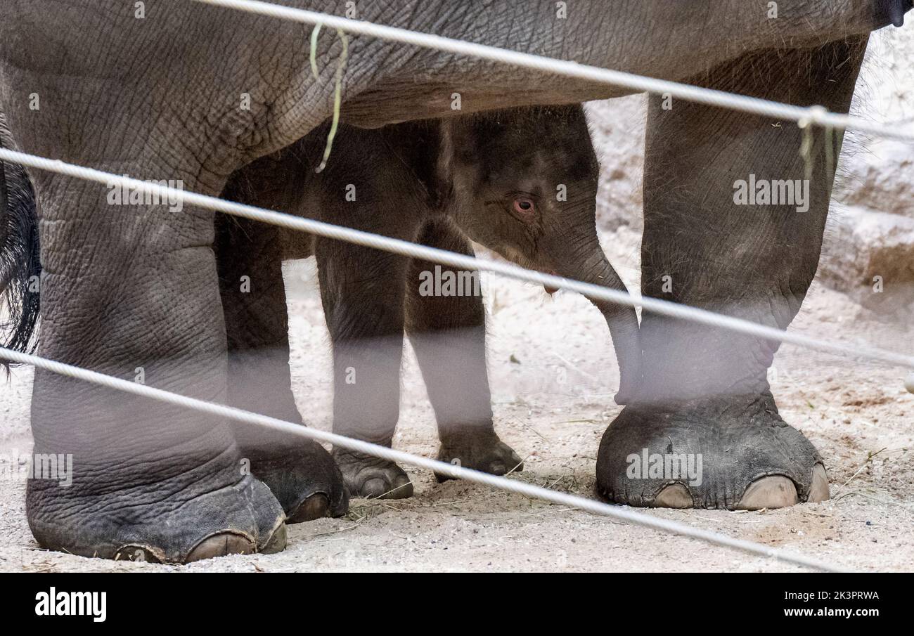 Leipzig, Germany. 28th Sep, 2022. A baby elephant explores the grounds ...