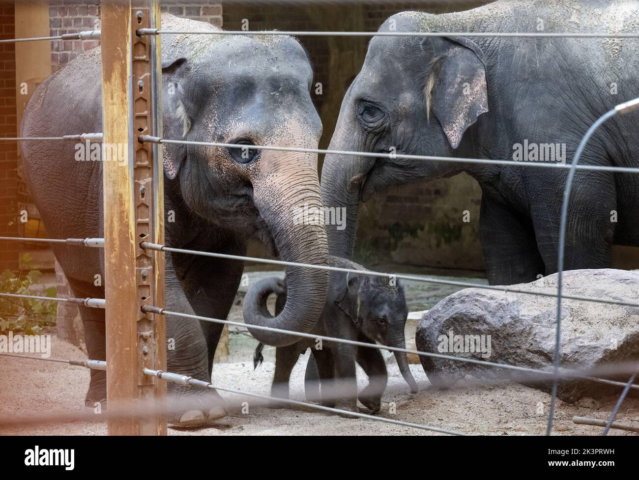 Leipzig, Germany. 28th Sep, 2022. A baby elephant explores the grounds ...