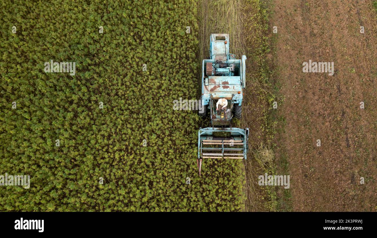 Combine harvester taking off the rich harvest on the industrial hemp ...
