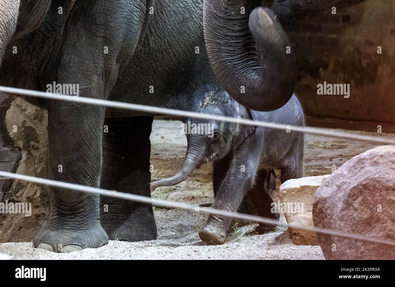 Leipzig, Germany. 28th Sep, 2022. A baby elephant explores the grounds ...