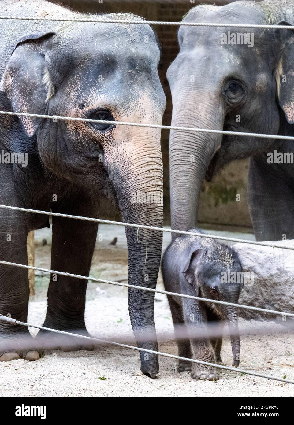 Leipzig, Germany. 28th Sep, 2022. A baby elephant explores the grounds ...