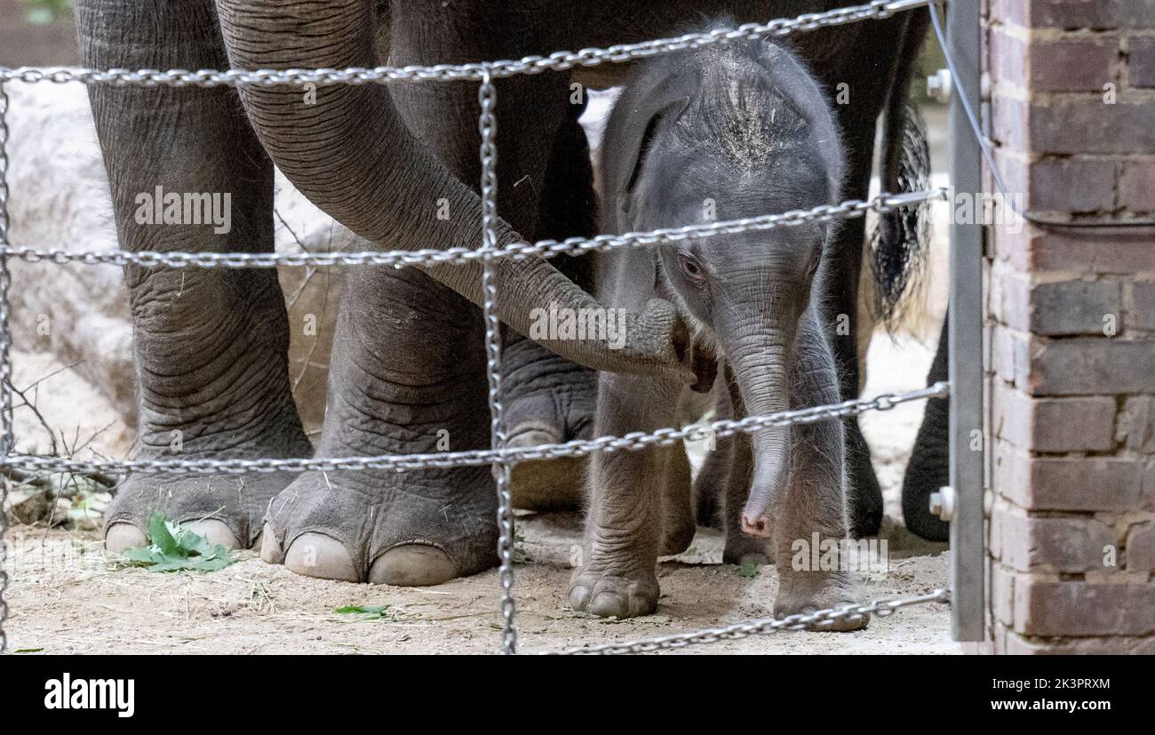 Leipzig, Germany. 28th Sep, 2022. A baby elephant explores the grounds ...