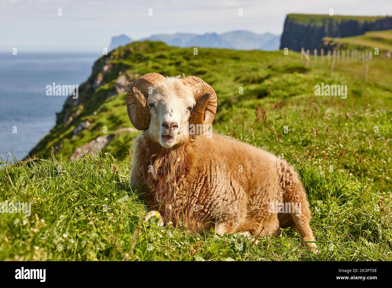 Sheep lamb grazing on the Faroe islands green meadows. Scenery Stock ...