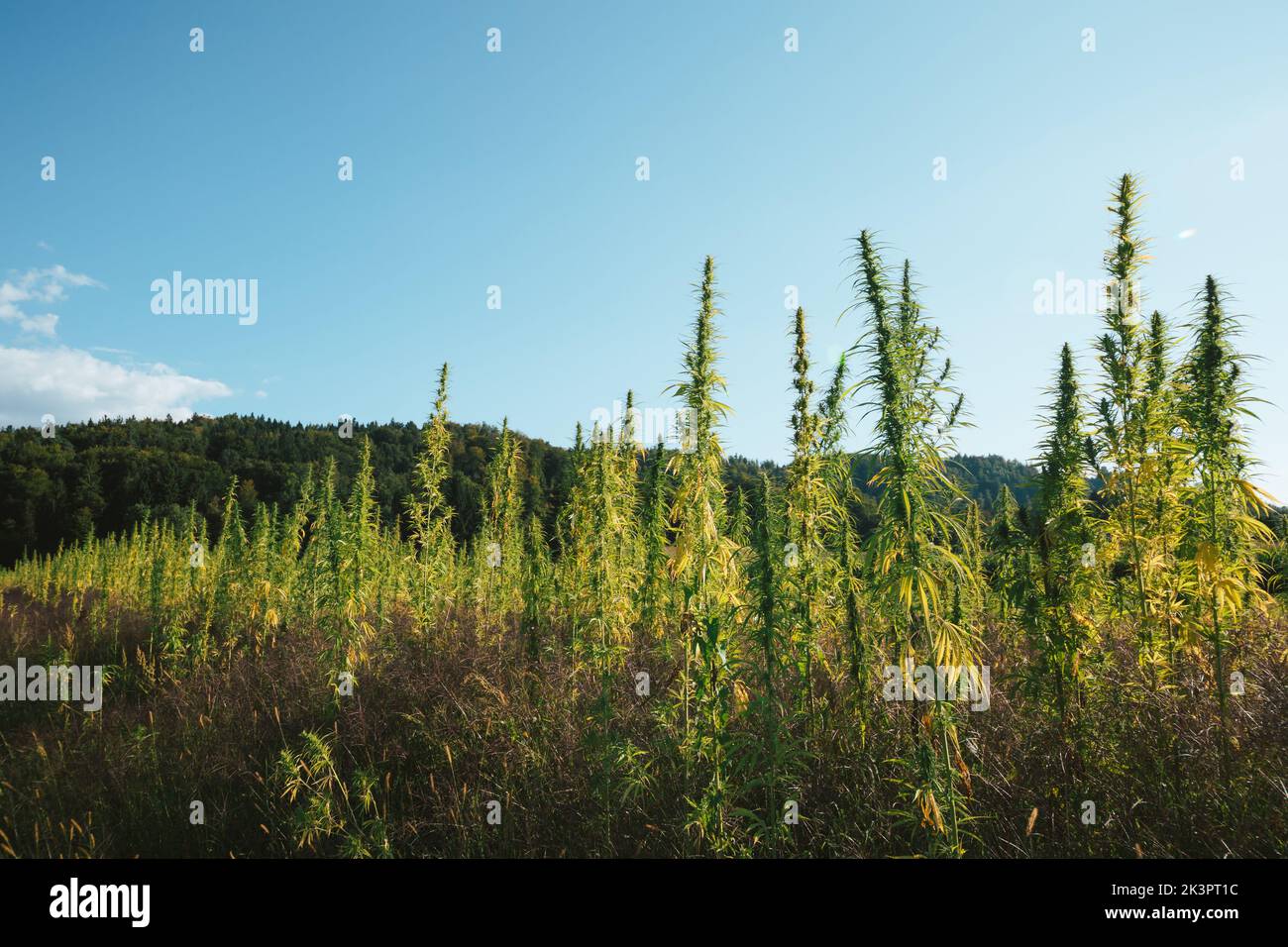 Green plants growing on the cultivated hemp plantation with a clear ...