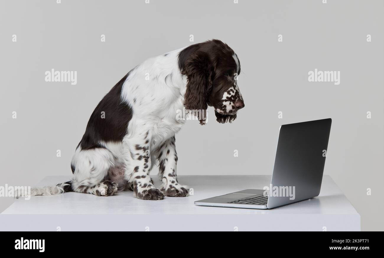 Portrait of purebred english springer spaniel dog looking into laptop ...