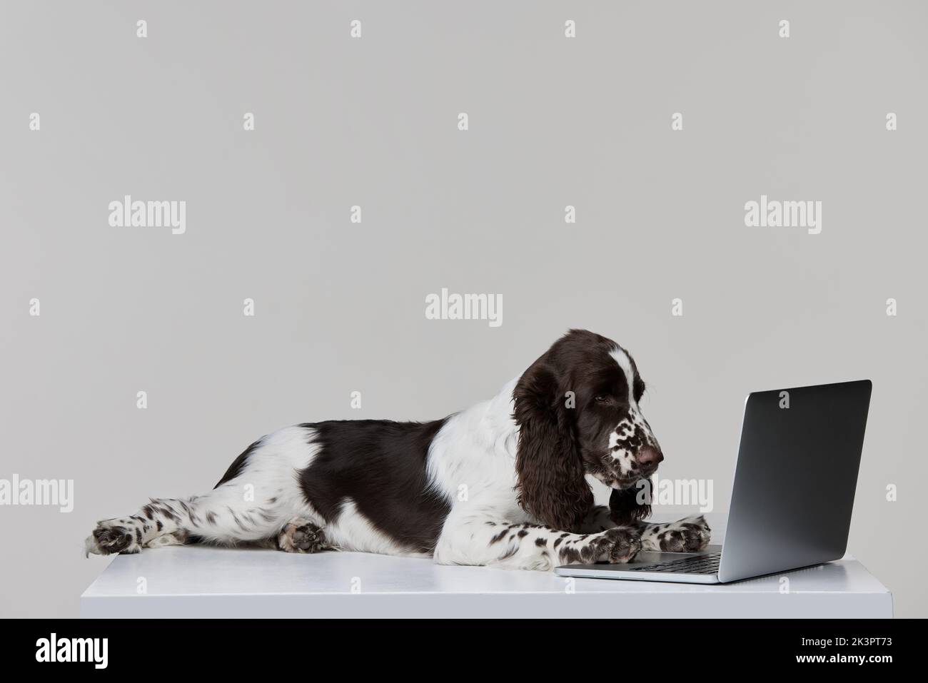 Portrait of purebred english springer spaniel dog lying with laptop ...