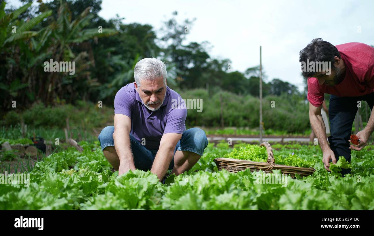 Community urban farmers at small local organic farm. Group of people ...
