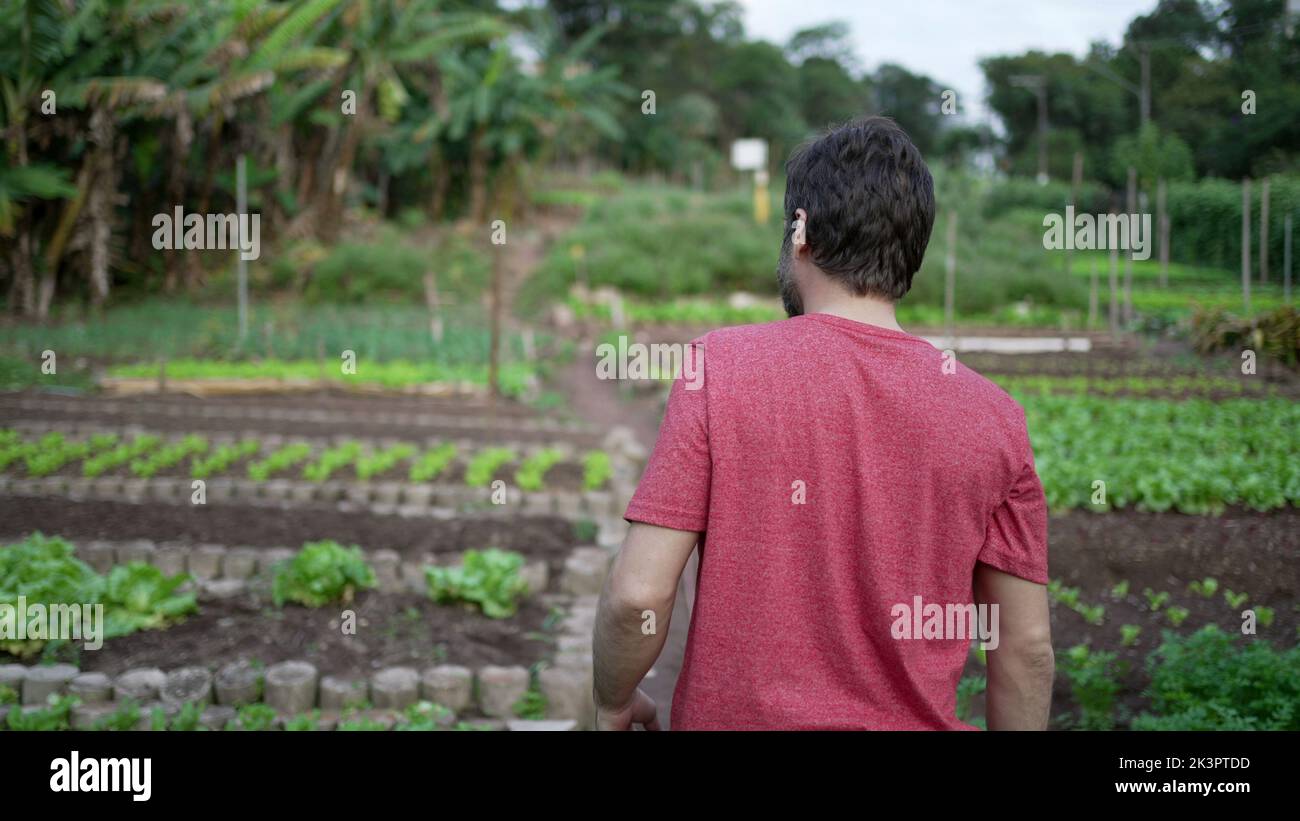 Back of young man walking in small farm. Person walks in organic ...
