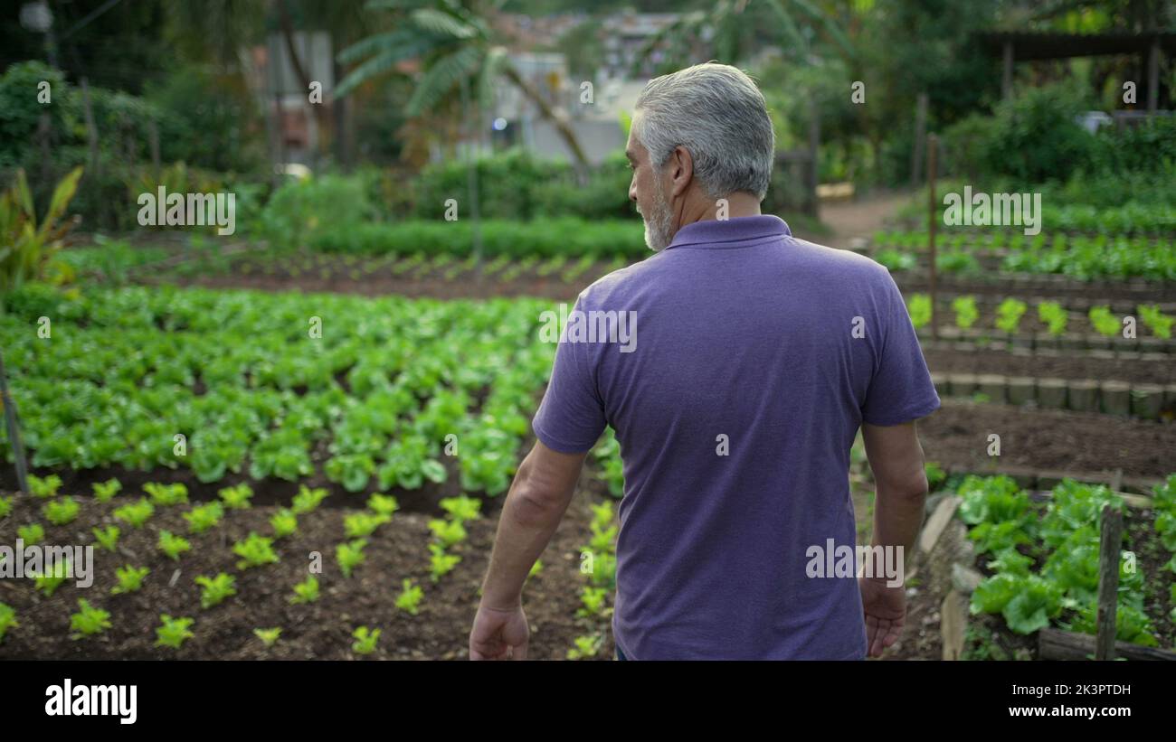 Back of older man walking in small farm. Senior farmer walks forward in ...