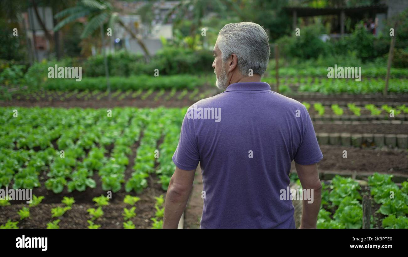 Back of older man walking in small farm. Senior farmer walks forward in ...