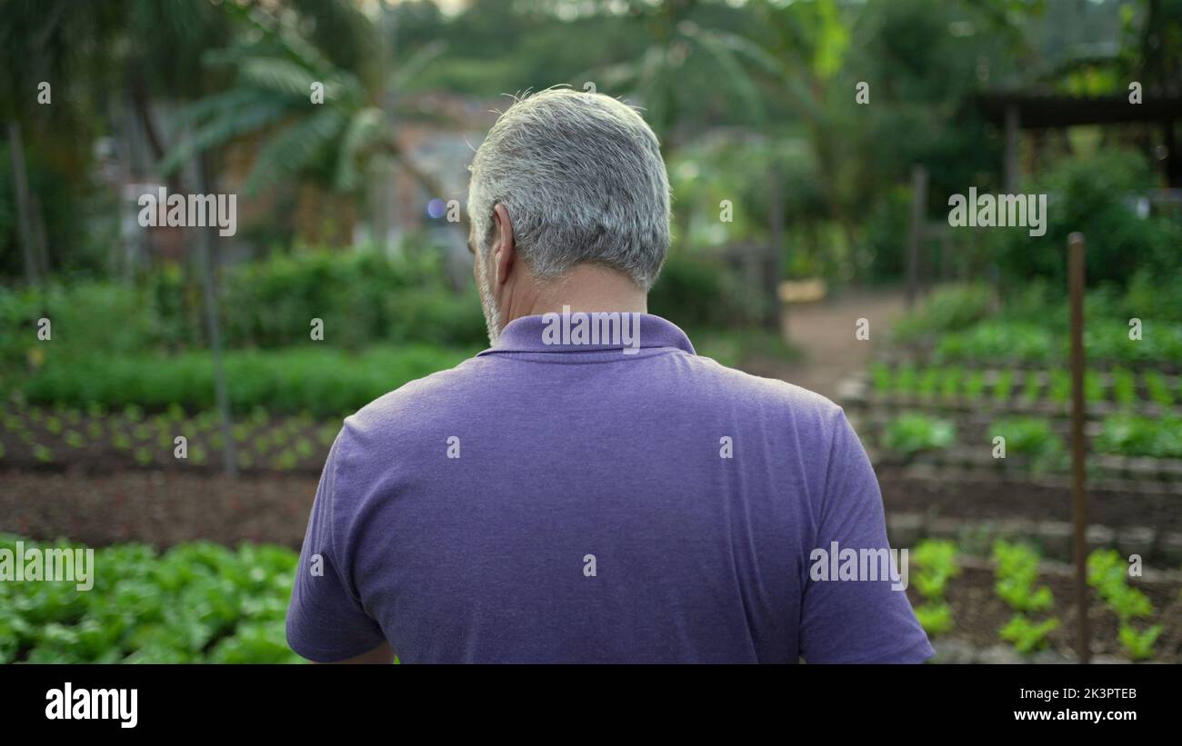 Back of older man walking in small farm. Senior farmer walks forward in ...