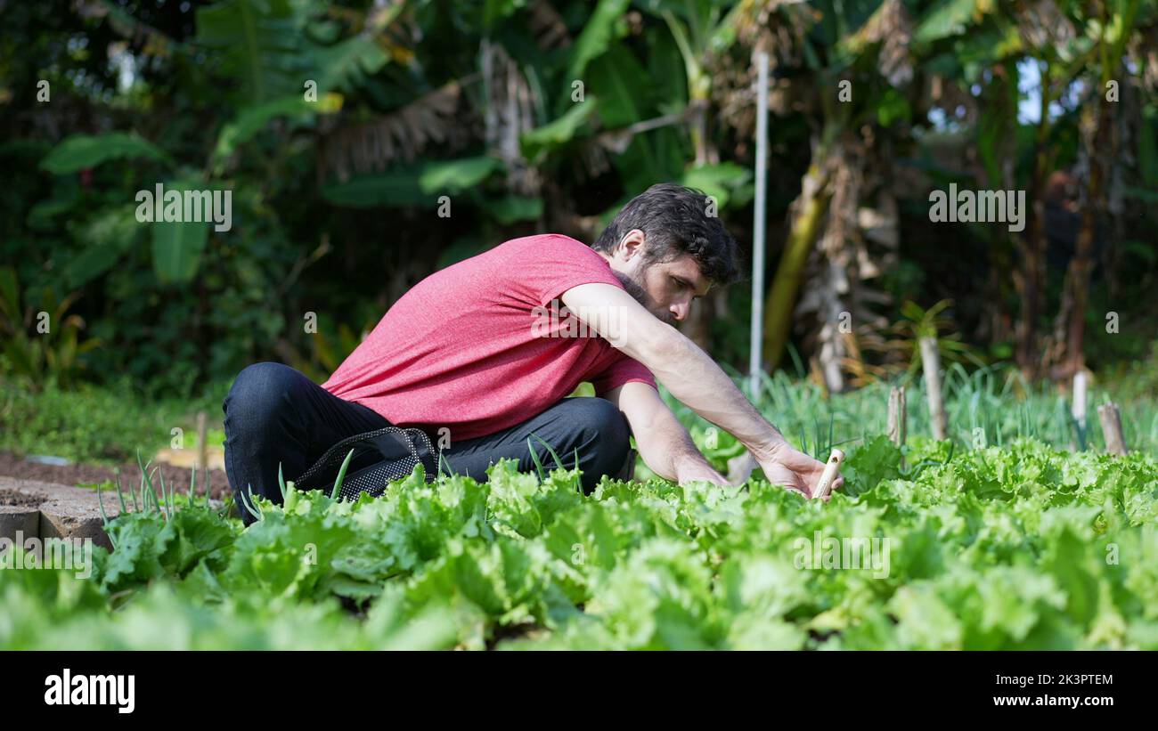 Candid urban farmer taking care of soil in organic farm. Person using ...
