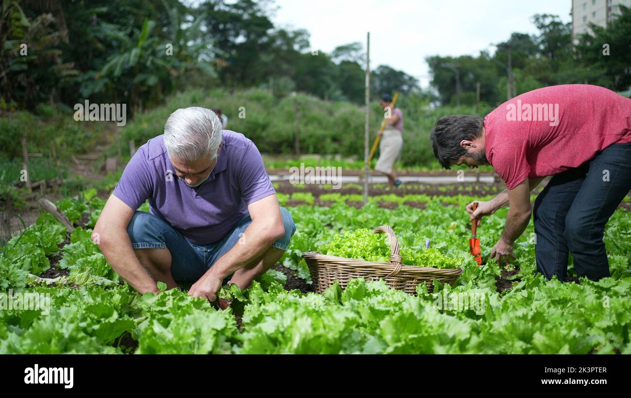 Community urban farmers at small local organic farm. Group of people ...