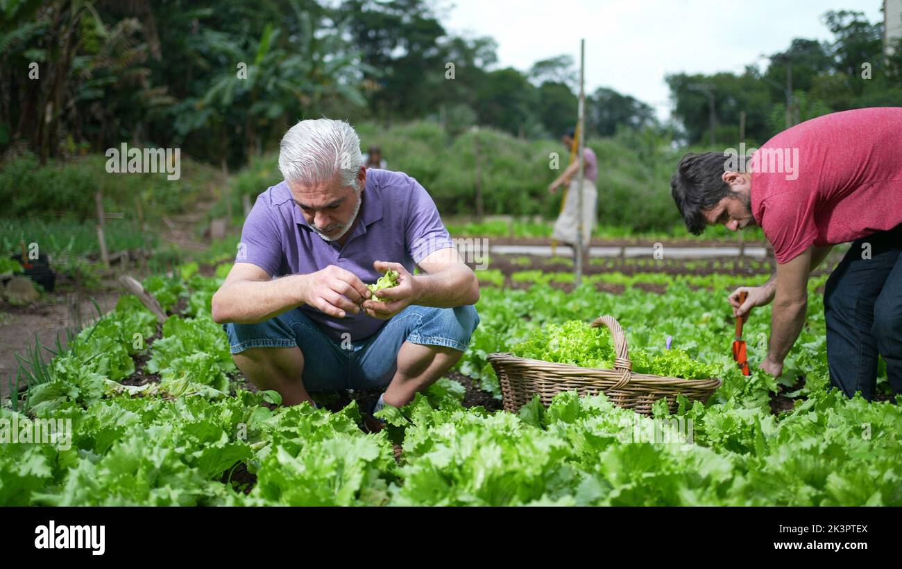 Community urban farmers at small local organic farm. Group of people ...