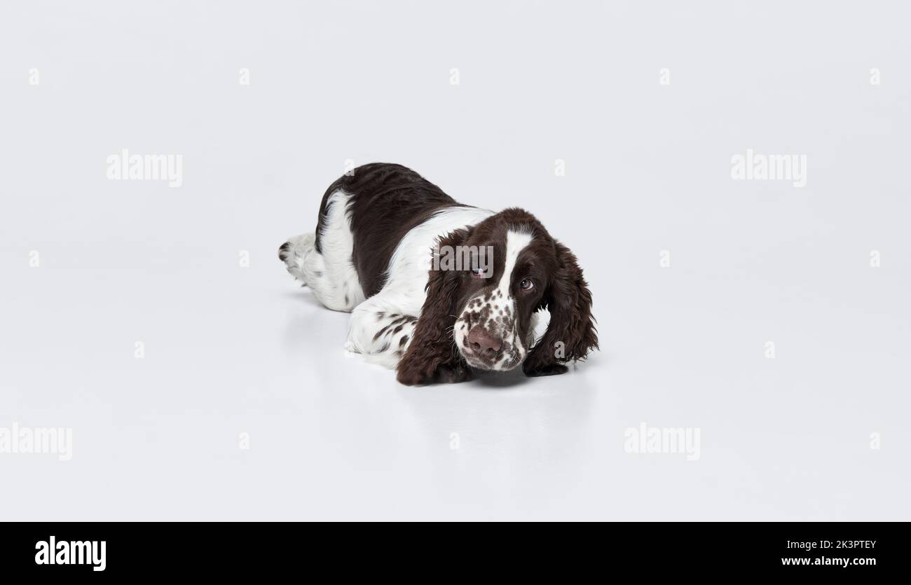 Portrait of cute purebred english springer spaniel dog calmly lying on ...