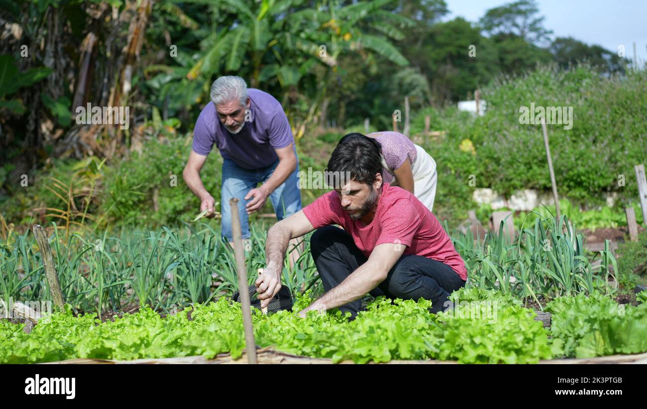 Community urban farmers at small local organic farm. Group of people ...