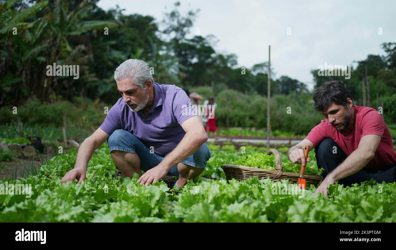Community urban farmers at small local organic farm. Group of people ...