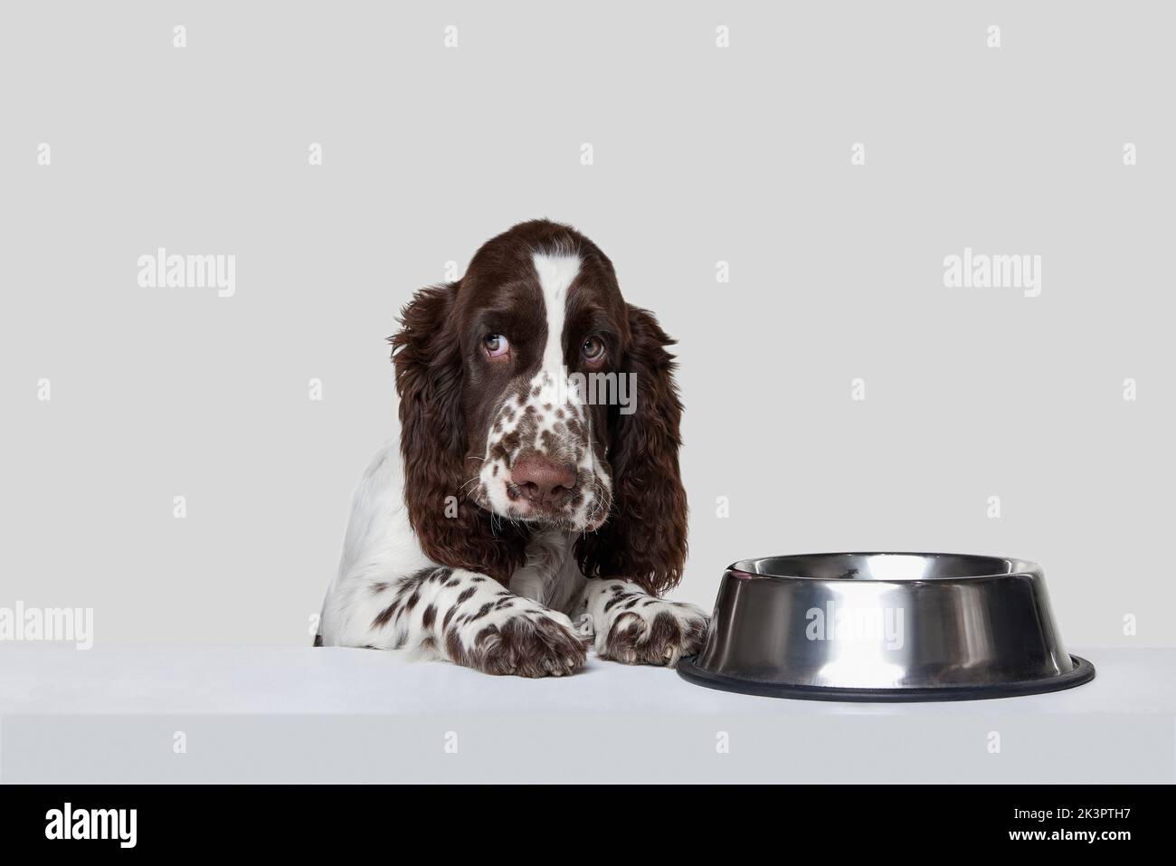 Portrait of purebred english springer spaniel dog leaning on table to ...