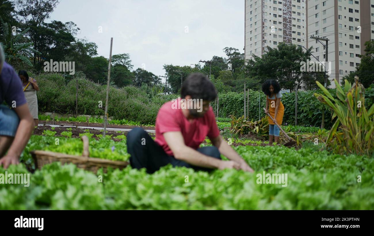 Community urban farmers at small local organic farm. Group of people ...