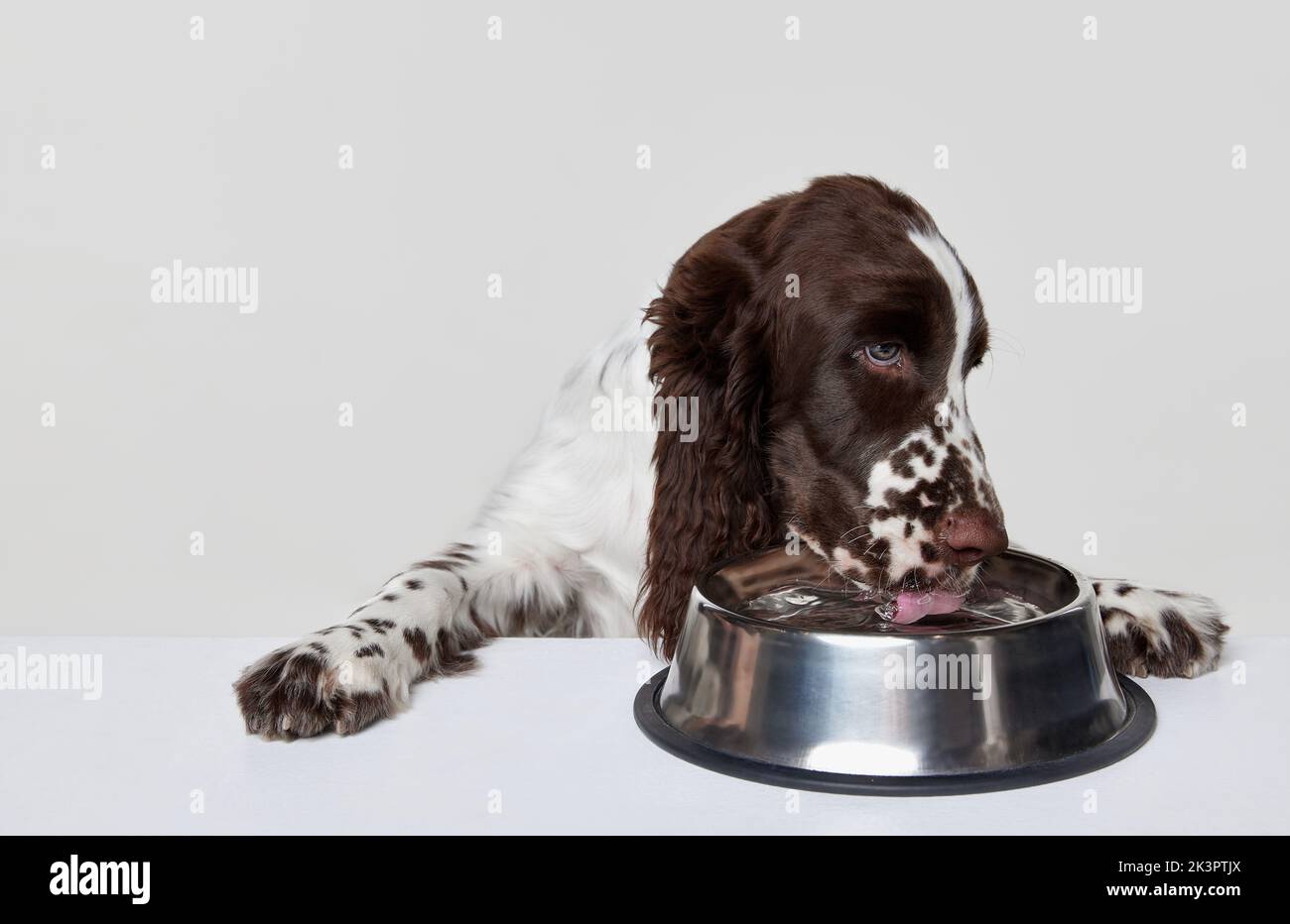 Portrait of purebred english springer spaniel dog drinking water from ...
