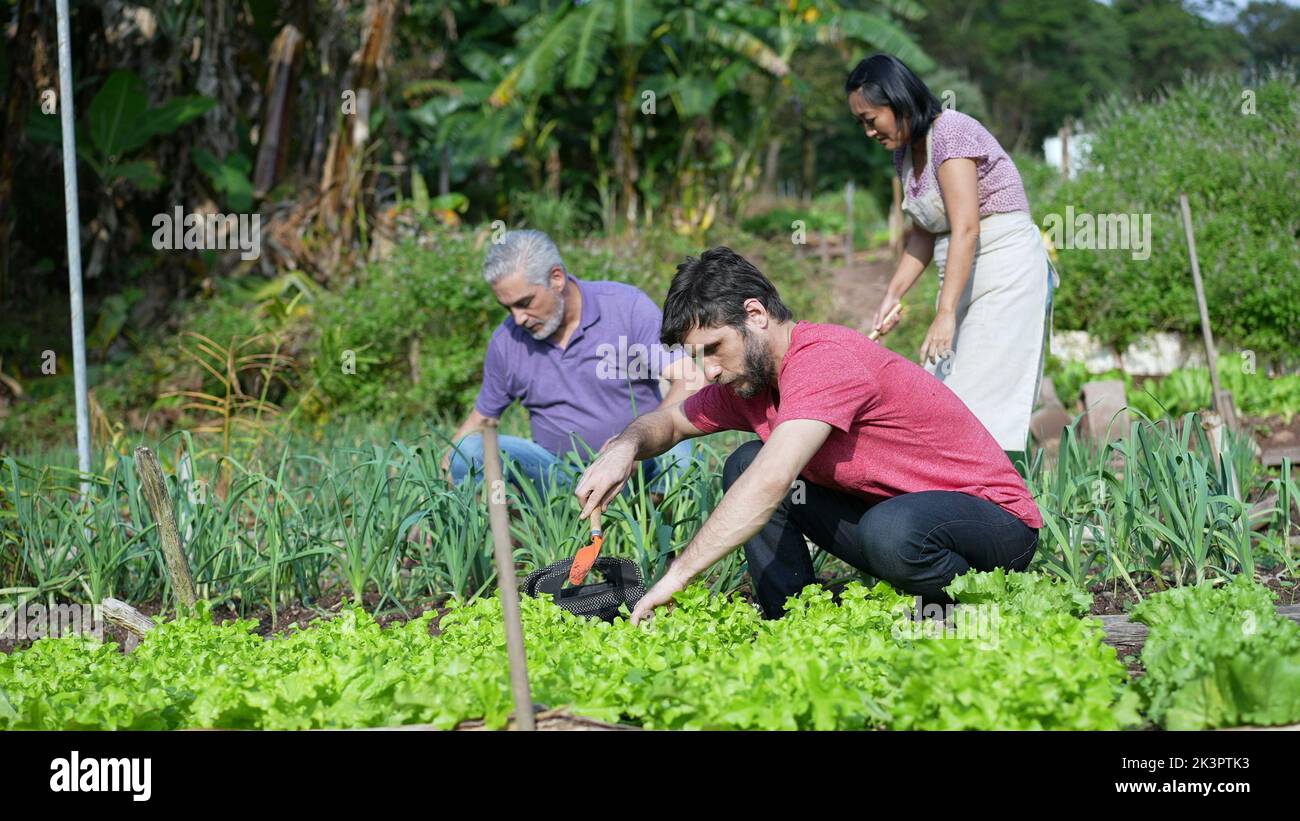 Community urban farmers at small local organic farm. Group of people ...