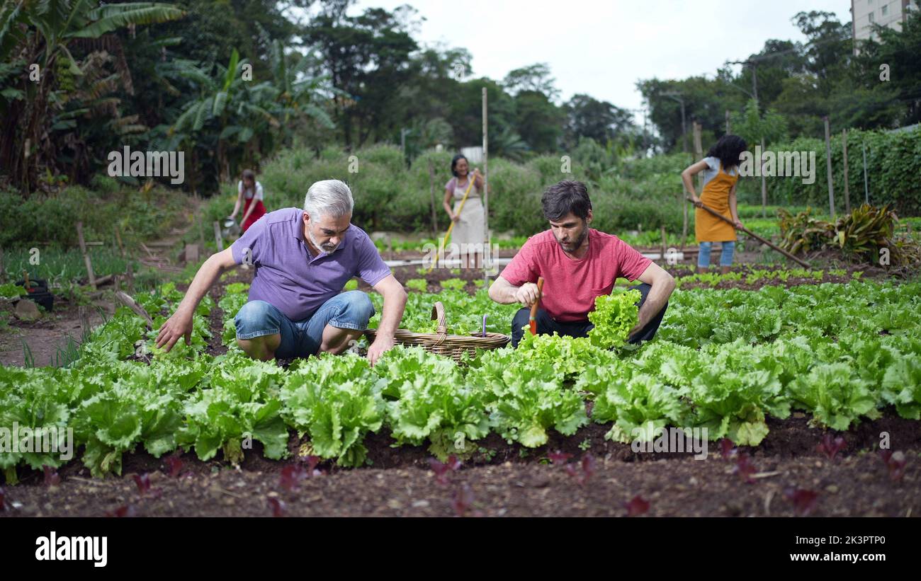 Group small farmers cultivating organic hi-res stock photography and ...