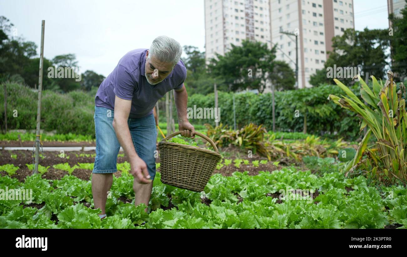 Group of community farmers cultivating organic food at local small ...