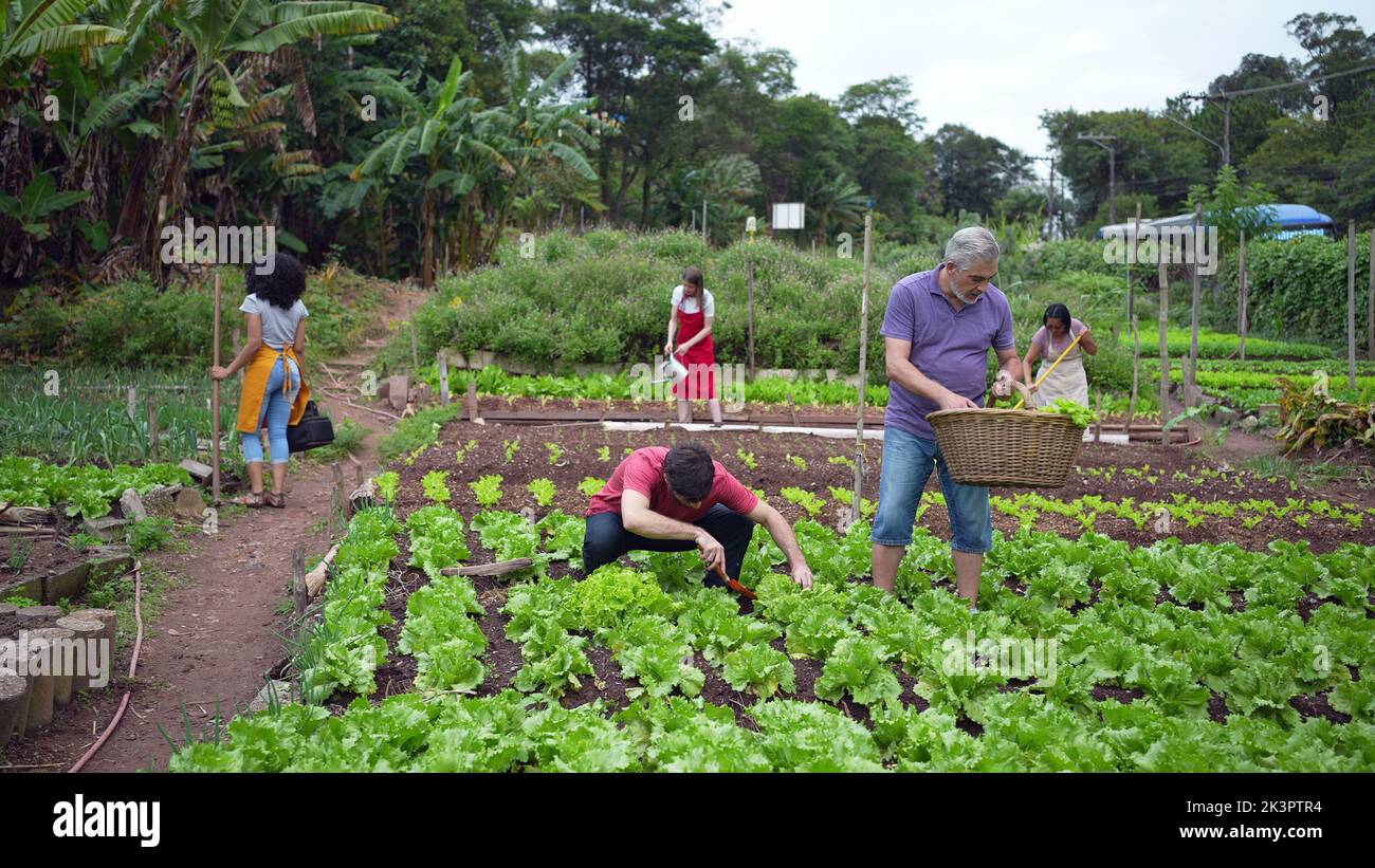 Group of community farmers cultivating organic food at local small ...