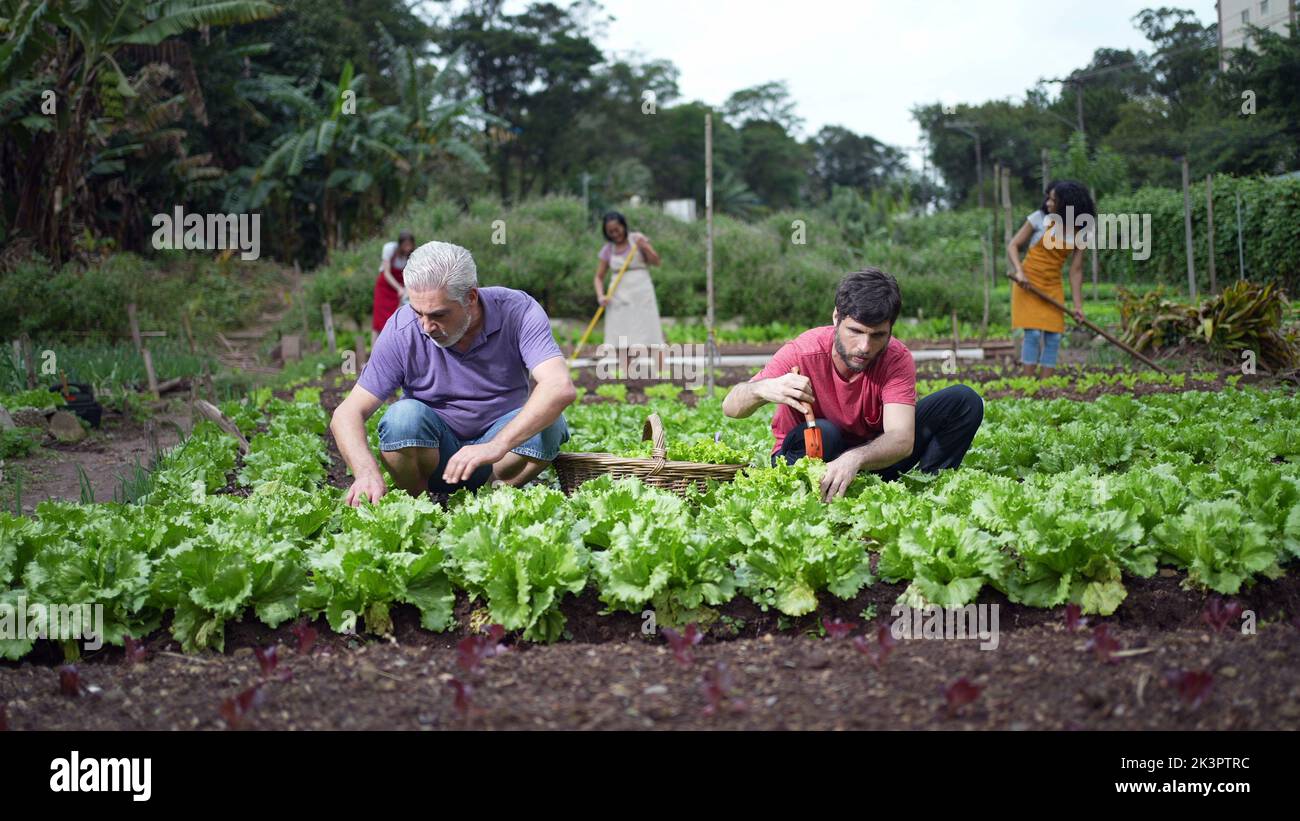 Group of community farmers cultivating organic food at local small ...